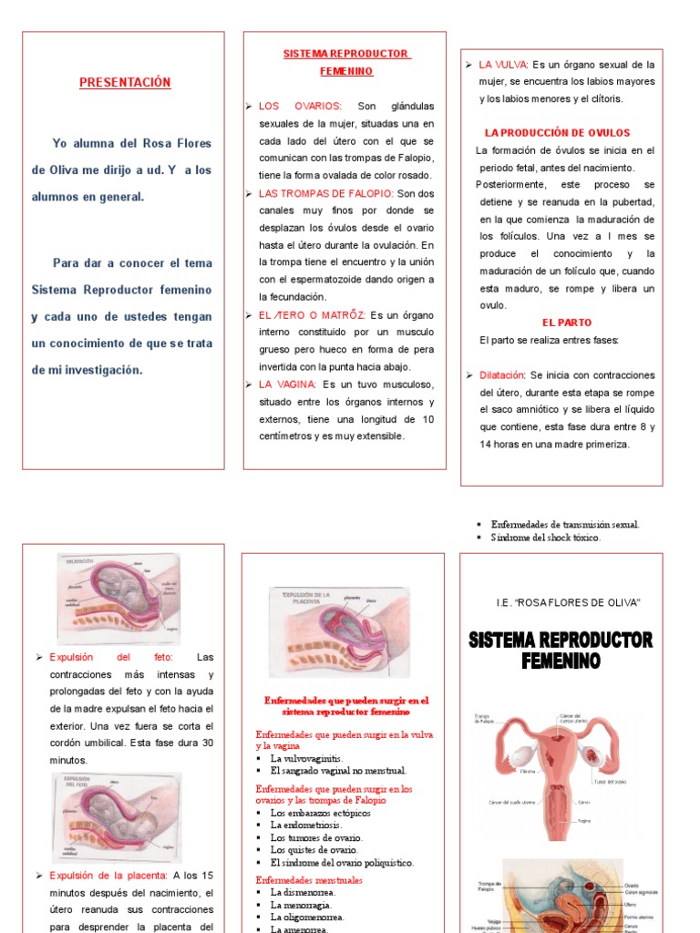 Triptico Sobre El Reproductor Femenino | PDF | Útero | Sistema Reproductor Mamífero