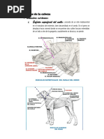 Anatomía del Sistema Digestivo en Rumiantes | PDF | Esófago | Rumiante