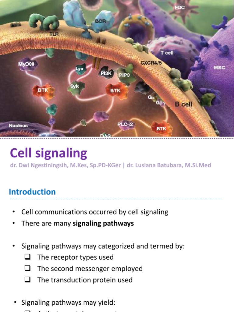 Cell Signalling 1.2 2017 | PDF | Protein Kinase | Signal Transduction