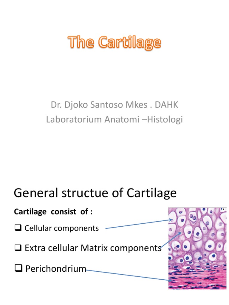 Anatomy and Functions of Cartilage and Bone | PDF | Osteoblast | Bone