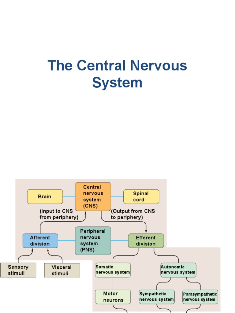 Anatomy and Physiology of the Central Nervous System and its ...