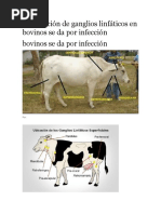 Stephanurus Dentatus en Cerdos | PDF | Riñón | Medicina CLINICA