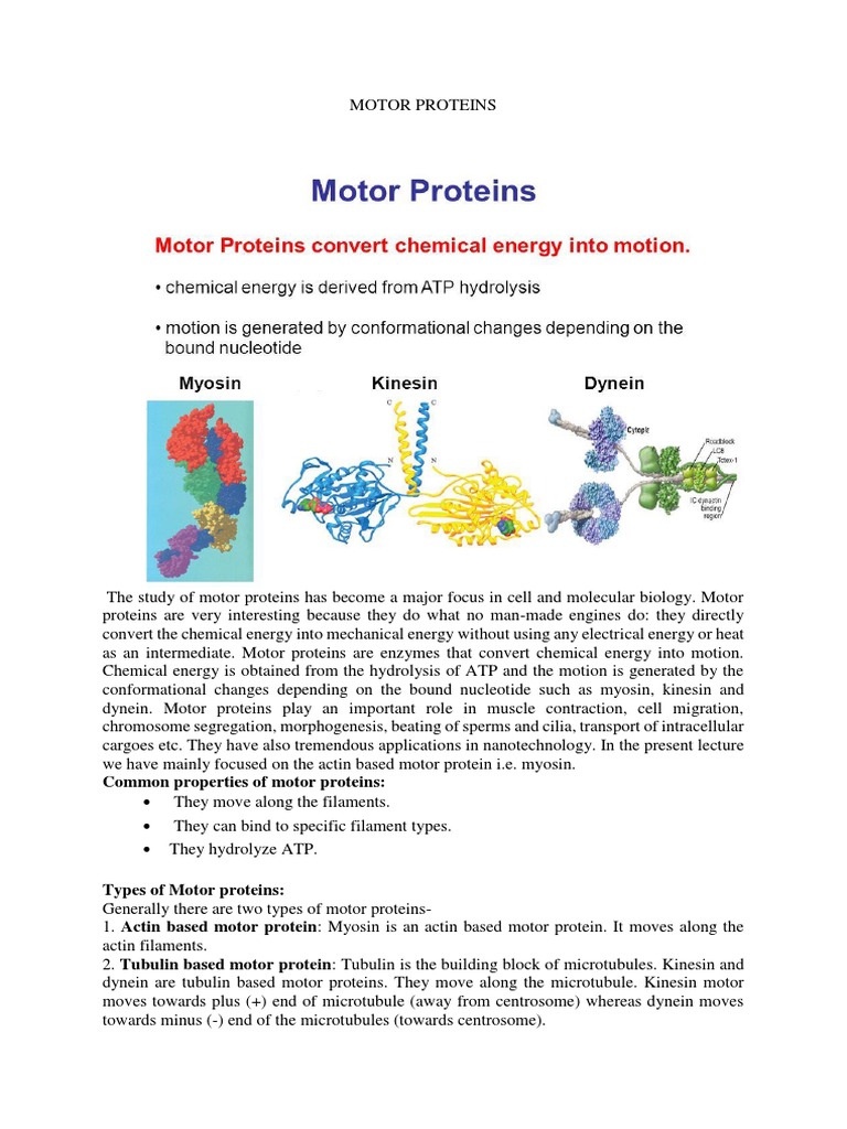Common Properties of Motor Proteins | Download Free PDF | Cytoskeleton ...