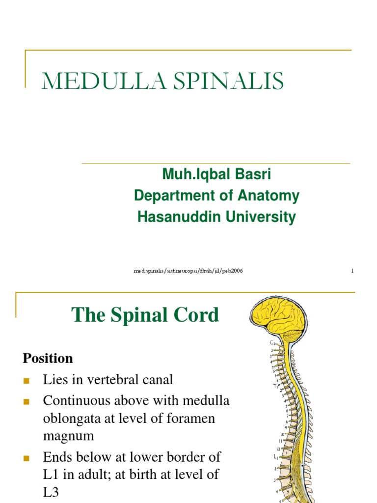 Part Ii Medulla Spinalis | PDF | Spinal Cord | Vertebral Column
