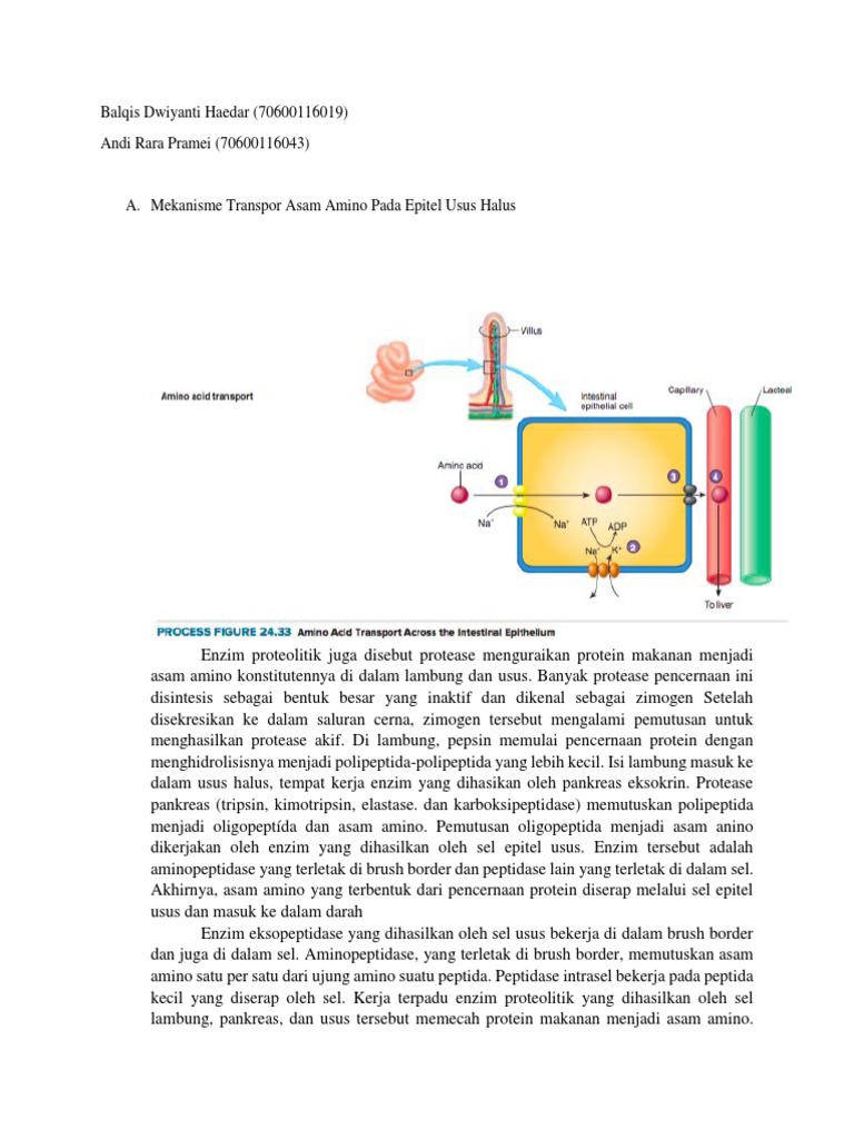 Transpor Asam Amino Pada Epitel Usus Halus Tgas | PDF