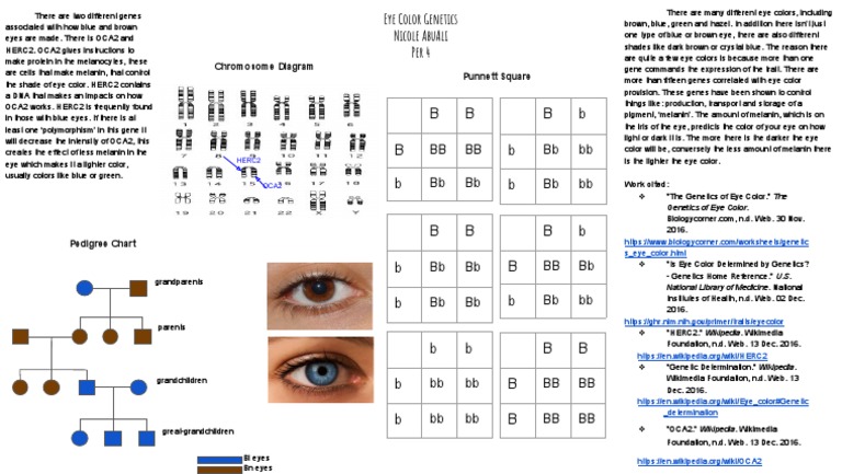 Eye Color | PDF | Eye Color | Genetics