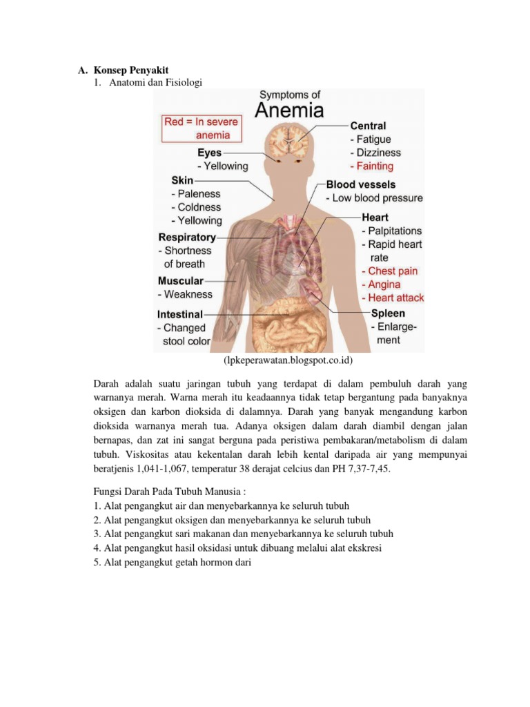 LP Anemia | PDF