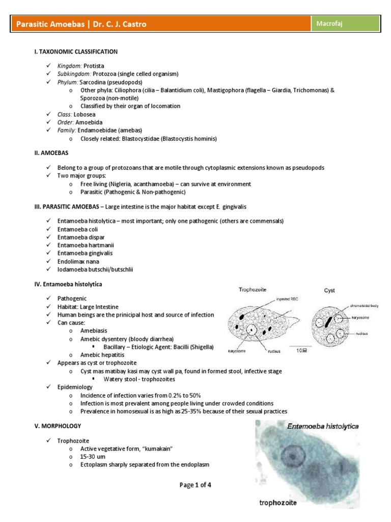 Parasitic Amoebas by Dr. C. J. Castro PDF | PDF | Microbiology | Organisms