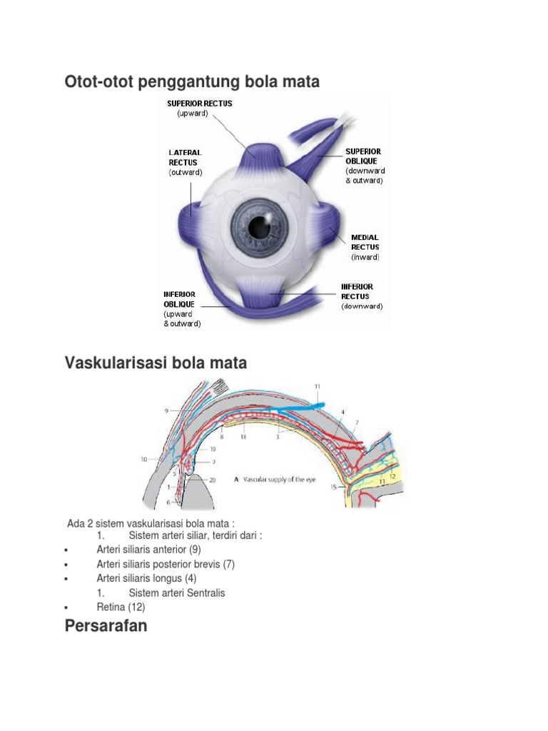 Vaskularisasi dan Persarafan Mata | PDF | Pengembangan Diri | Sains ...