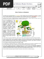 Mapa Mental - Angiospermas 1 - Biologia | PDF