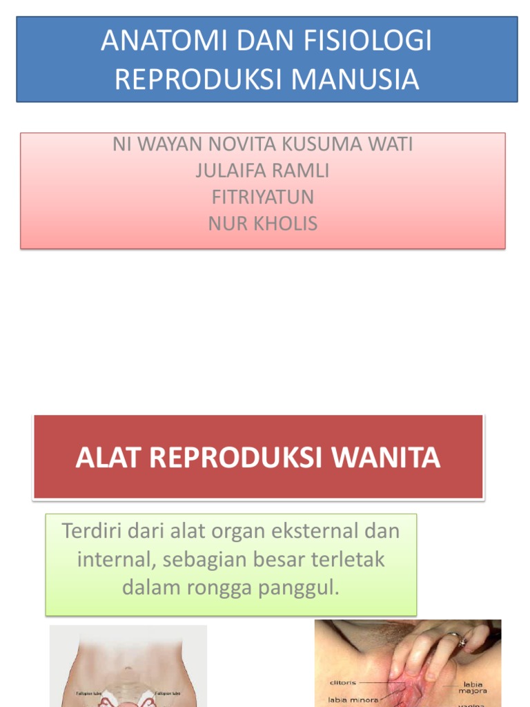 Anatomi Dan Fisiologi Reproduksi Manusia | PDF