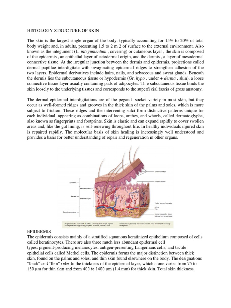 Histology Structure of Skin | PDF | Skin | Epidermis