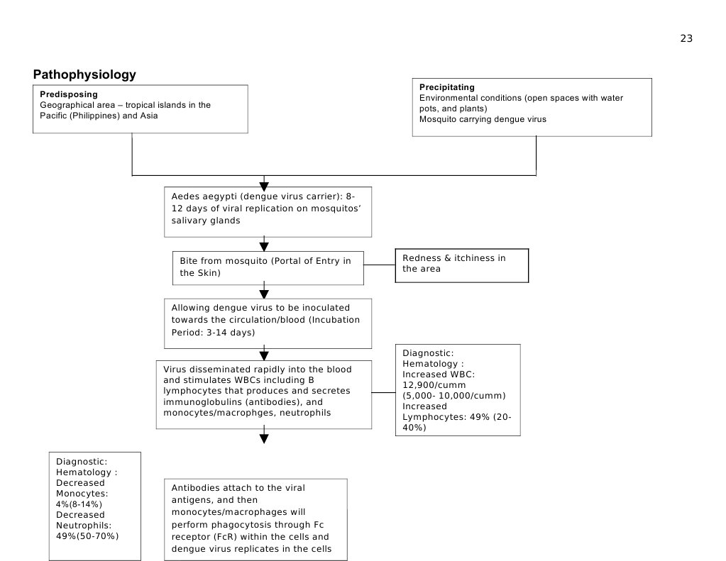 Understanding Dengue Fever Pathophysiology | PDF | Science & Mathematics