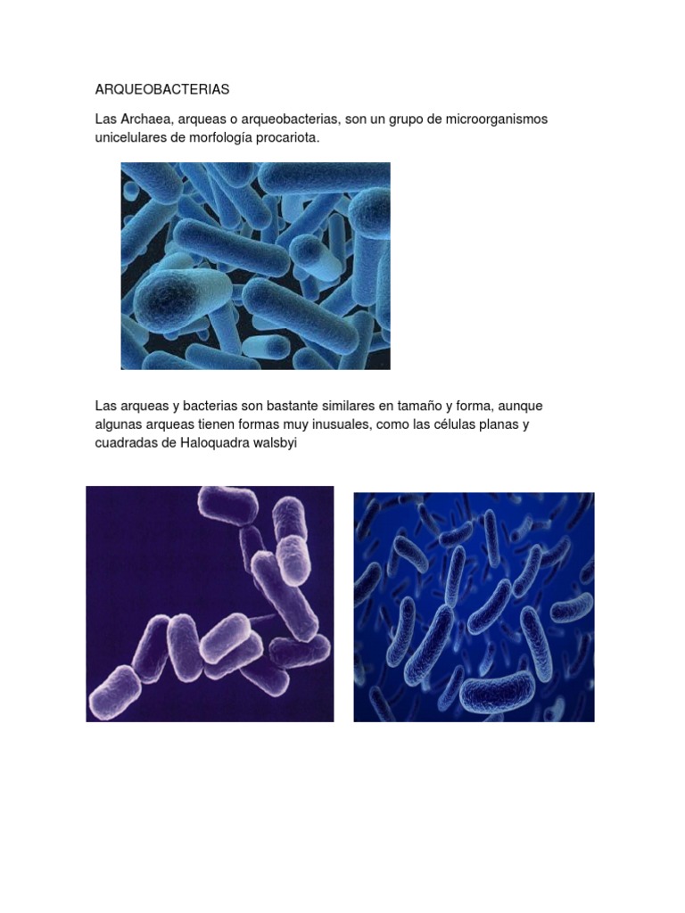 ARQUEOBACTERIAS | PDF