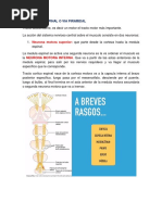 Tacto Protopático y Epicrítico KNP | PDF | Piel | Neurobiología
