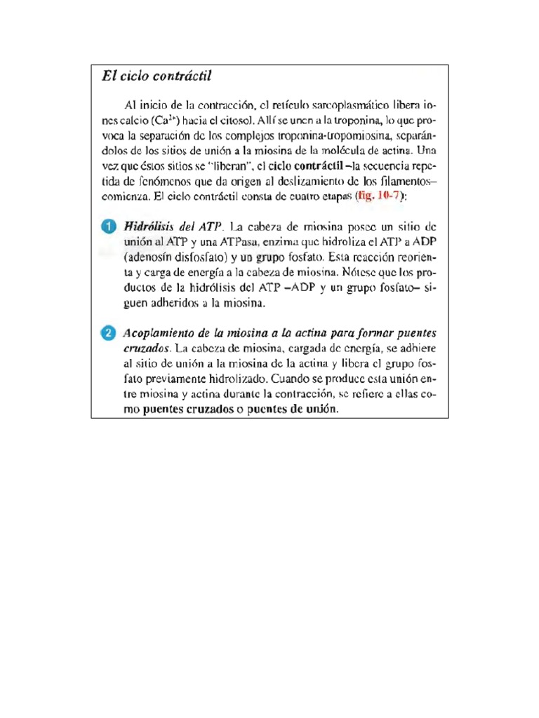 El Ciclo Contráctil | PDF