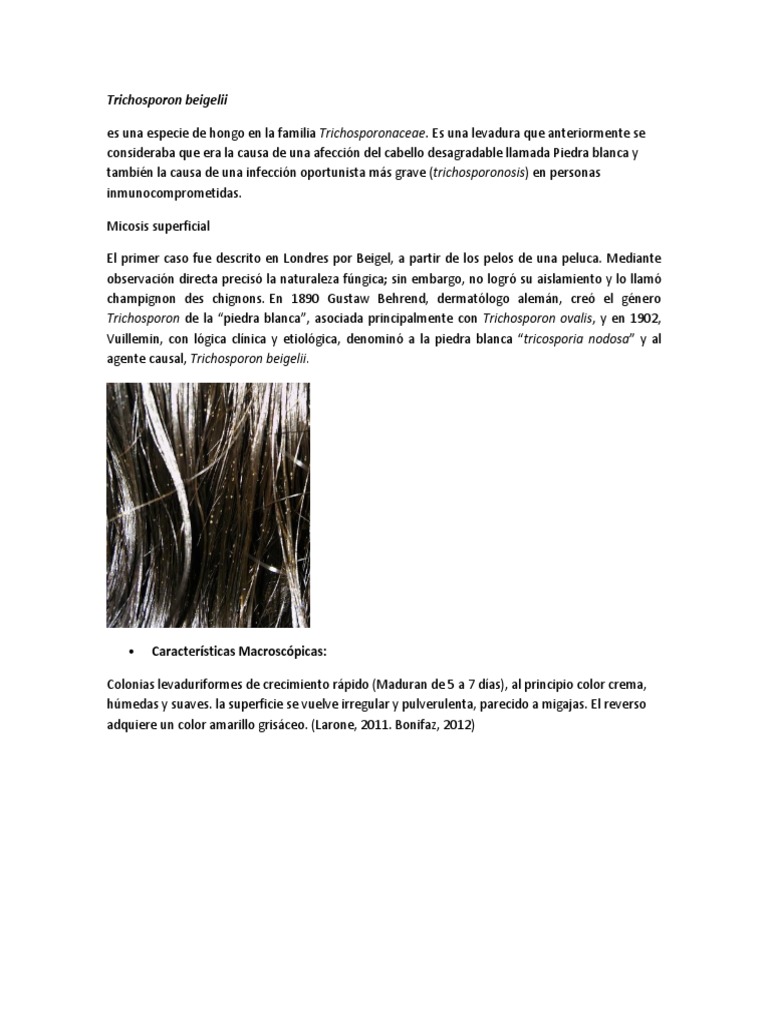 Trichosporon Beigelii | PDF | Hongo | Enfermedades y trastornos