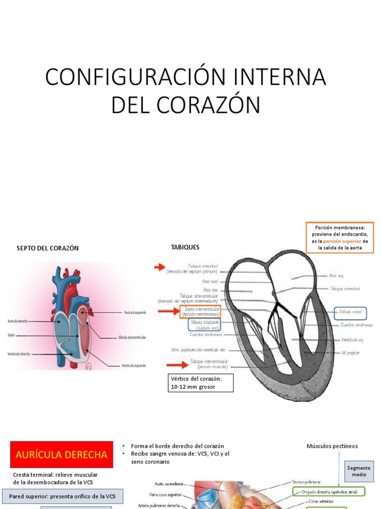 Configuración Interna Del Corazón | PDF | Corazón | Fisiología