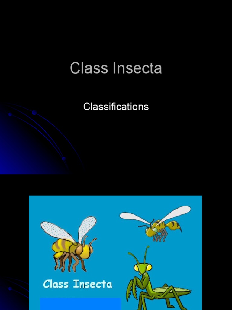Class Insecta | PDF
