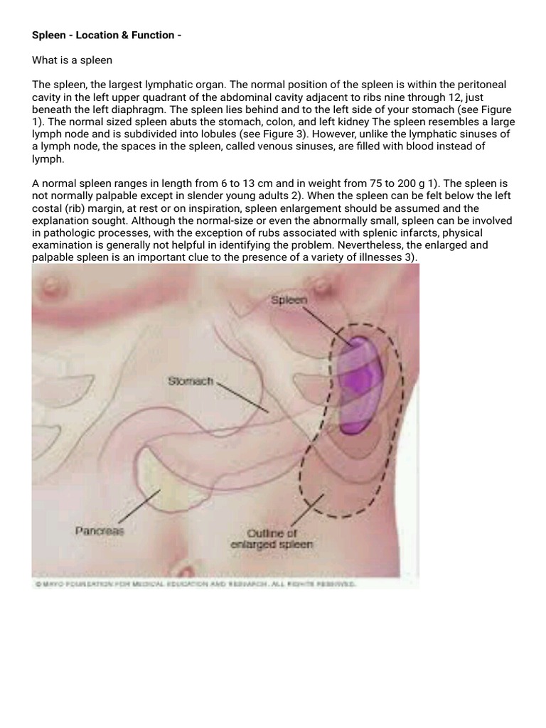 Spleen - Location & Function | PDF