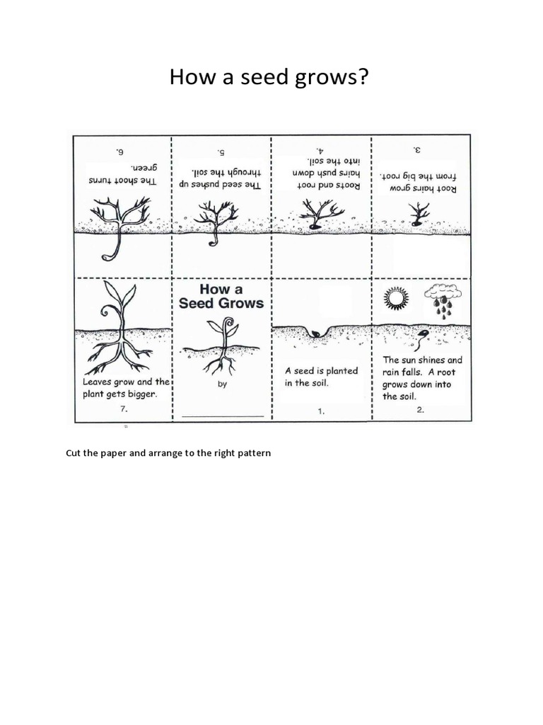 Seed Growth Process Explained | PDF