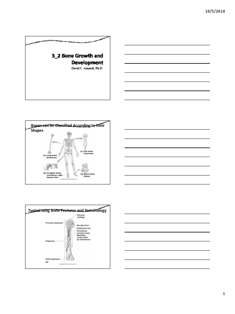 3 - 2 Bone Growth and Development - UPDATED NOTE PAGES | PDF | Bone ...