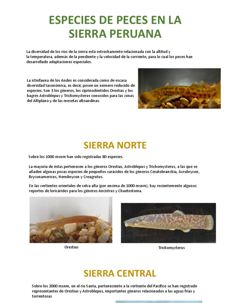 Especies de Peces en La Sierra Peruana | PDF | Andes | Organismos