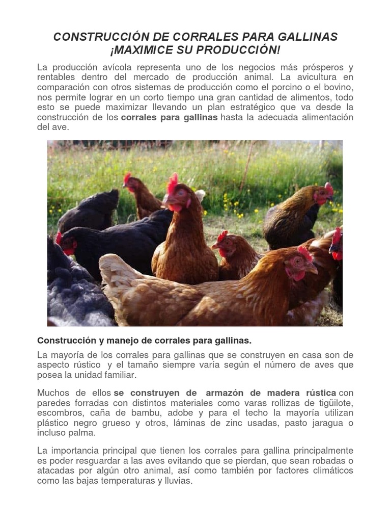 Construcción de Corrales para Gallinas | PDF | Aves | Pollo