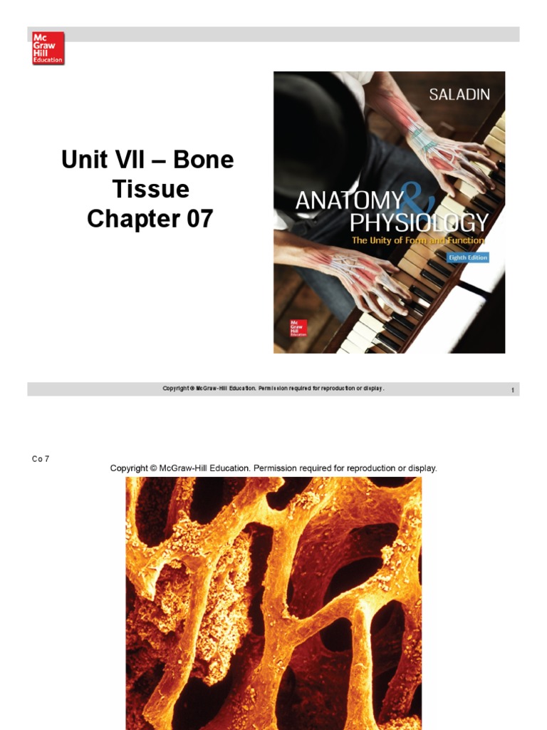 Unit VII Powerpoint | PDF | Bone | Osteoblast