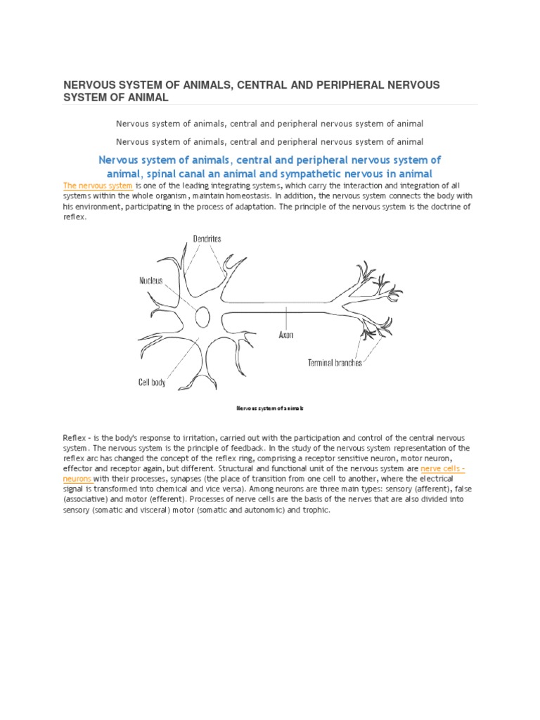 Nervous System of Animals | PDF | Nervous System | Central Nervous System