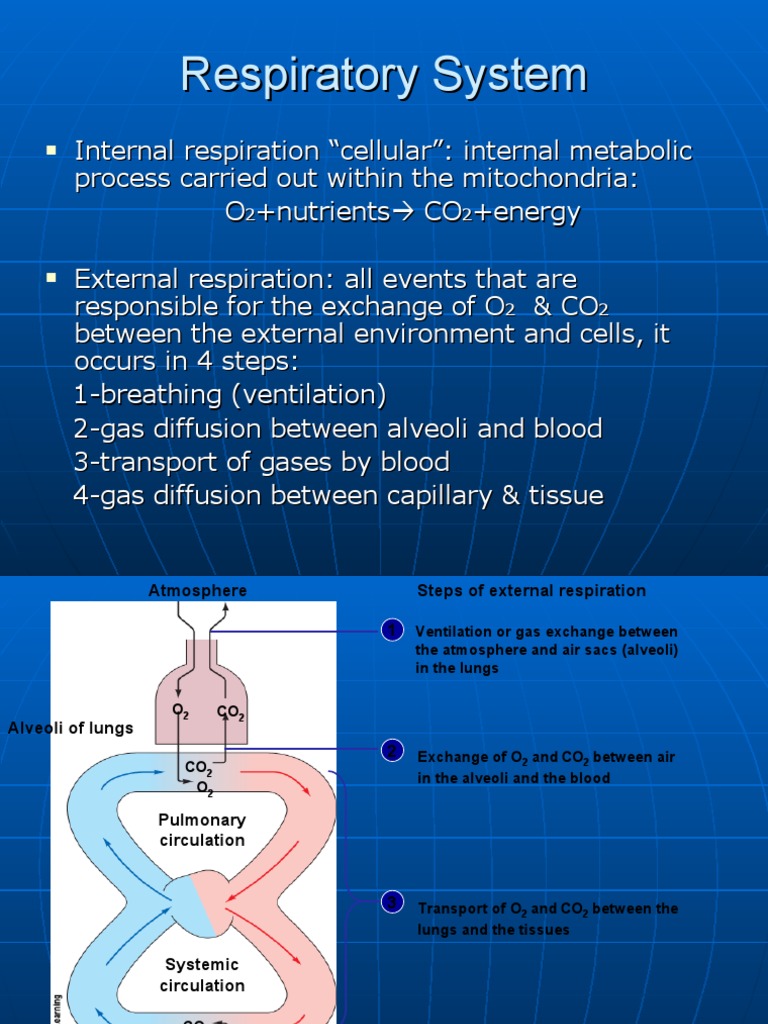 Physiology Lecture 5 Respiratory System Slides