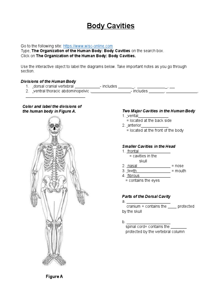 body cavities 2018 | Anatomy | Animal Anatomy