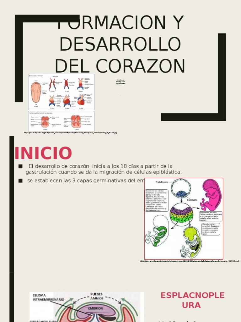 Formacion y Desarrollo Del Corazon | PDF | Corazón | Sistema cardiovascular