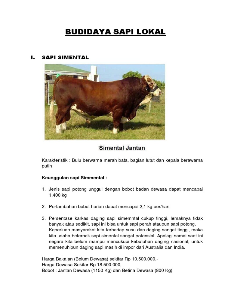 Panduan Budidaya Sapi Potong | PDF