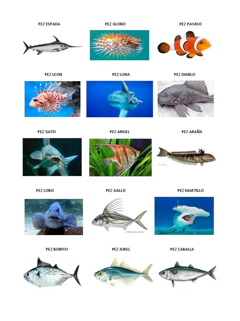 Tipos De Nombres De Peces Pez Borracho? ¿Pez Espejo? 🐟🐠