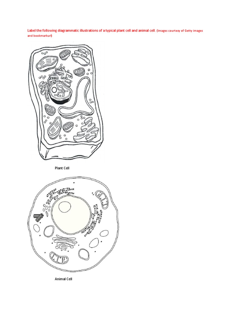 Empty Plant and Animal Cell | PDF