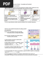 Video Recap of Mutations v2 by Amoeba Sisters PDF | PDF | Point ...