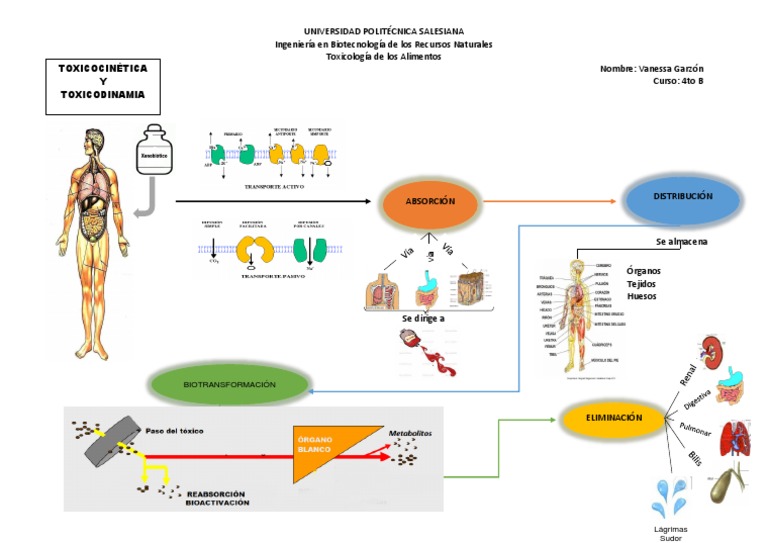 Toxicocinética y Toxicodinamia | PDF