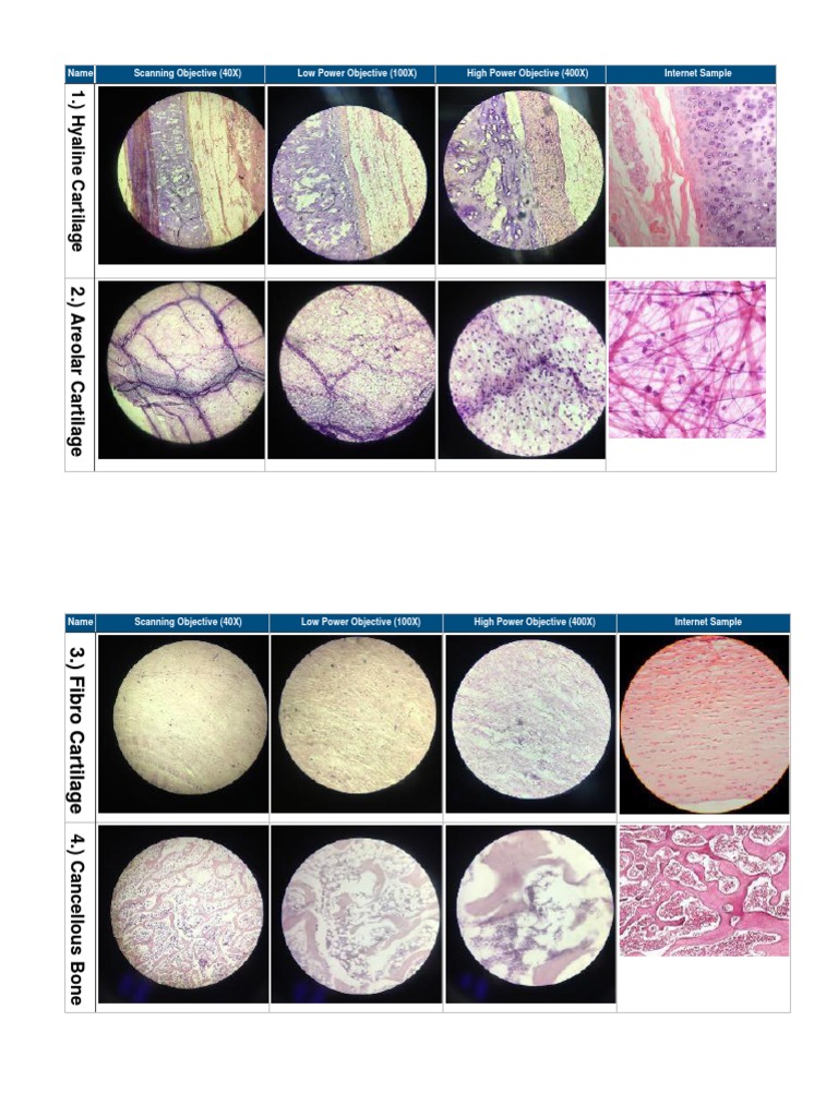 Name Name Scanning Objective (40X) Low Power Objective (100X) High ...