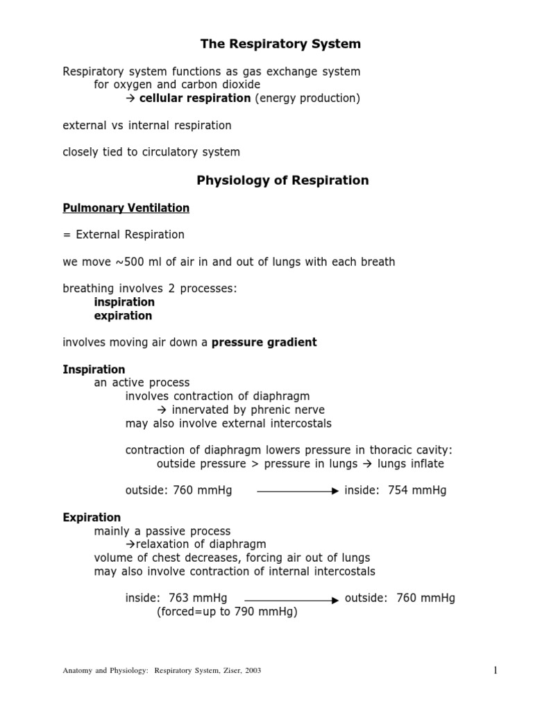 An In-Depth Exploration of the Respiratory System: Gas Exchange ...