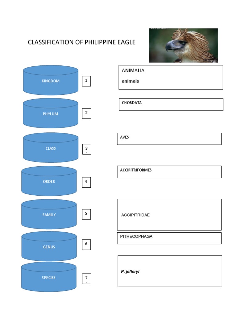 The Majesty and Might of the Philippine Eagle: A Taxonomic Breakdown of ...