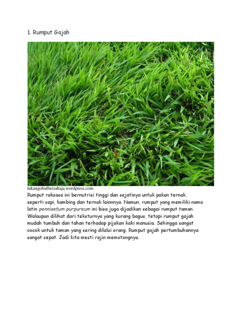 Jenis Rumput | PDF
