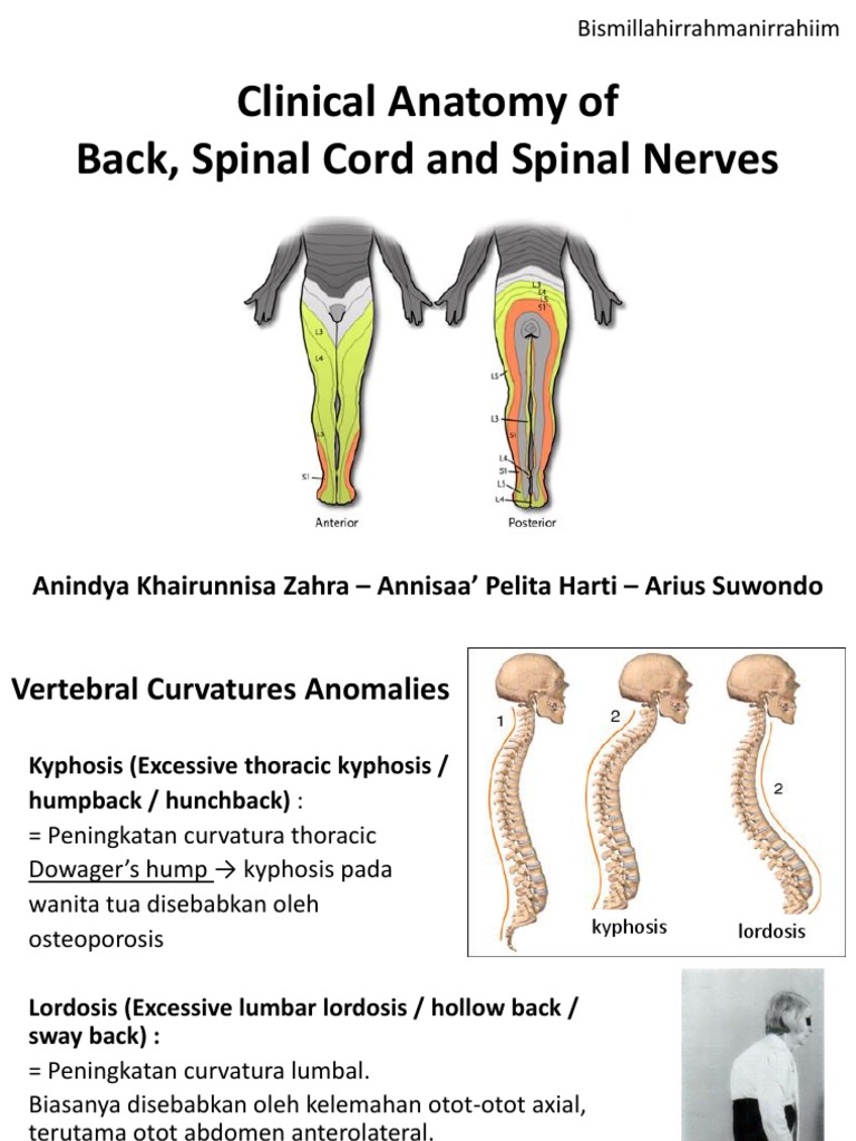 Back and Spinal Cord | PDF