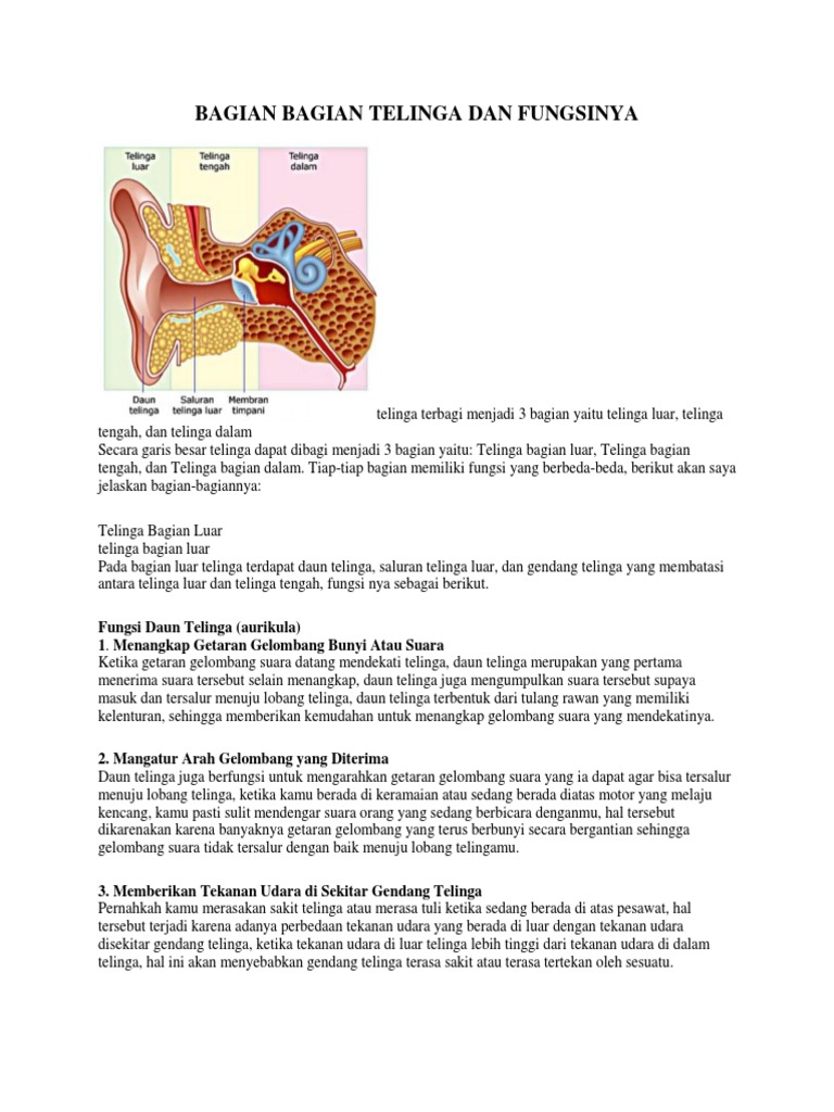 Bagian Bagian Telinga Dan Fungsinya | PDF