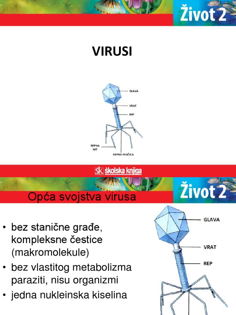 Ostalo 3 Virusi | PDF