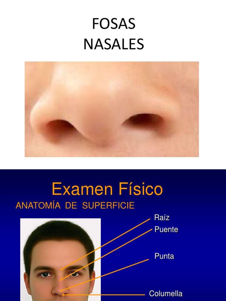 Fosas Nasales, Senos Paranasales 2017 | PDF | Anatomía humana | Cabeza ...