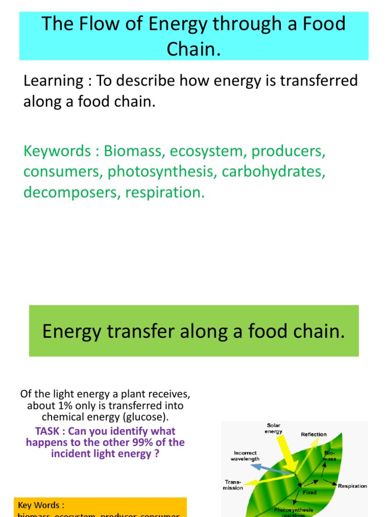 Energy Transfer Along A Food Chain | PDF
