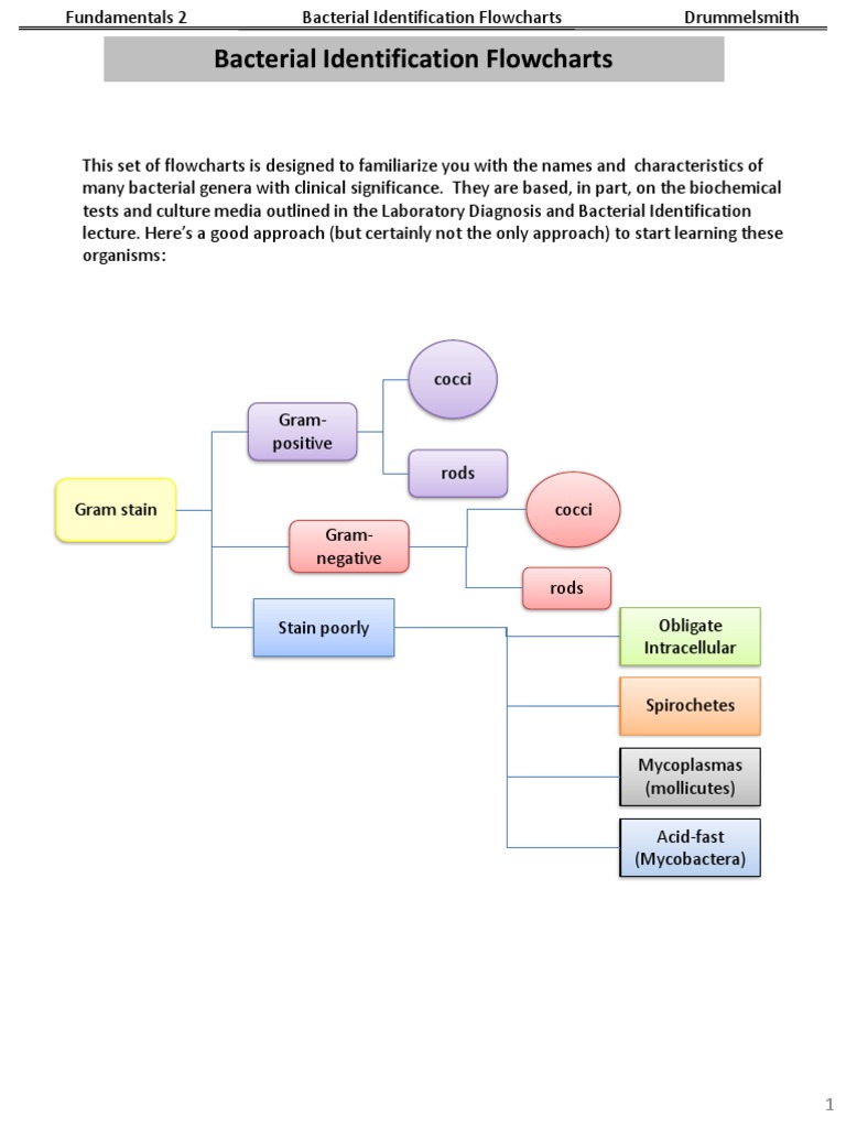 Bacterial ID Flowchart | PDF | Streptococcus | Staphylococcus