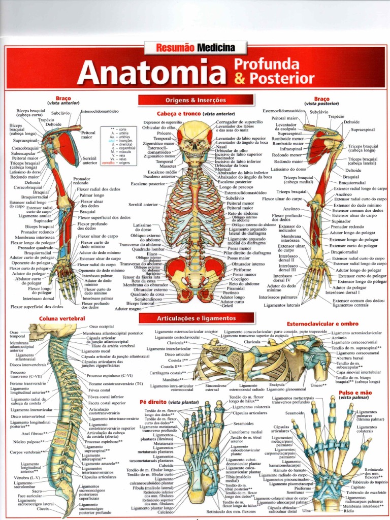 Geral de Anatomia - Resumão | PDF