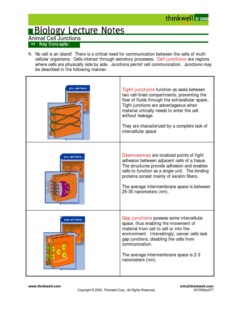 Bio Notes 3.4.5 Animal Cell Junction | PDF | Cell Adhesion | Cell Biology